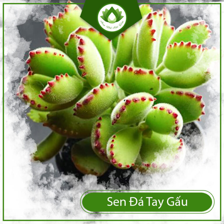 Sen đá xiên thịt - Cây cảnh đem đến may mắn và tài lộc