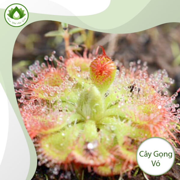 Cây Gọng Vó - Loài cây bắt mồi sở hữu ngoại hình đặc biệt