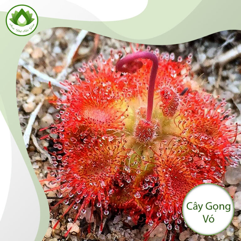 Cây Gọng Vó - Loài cây bắt mồi sở hữu ngoại hình đặc biệt