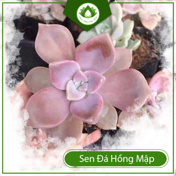 Sen đá hồng mập - Đóa hoa hồng căng mọng độc đáo