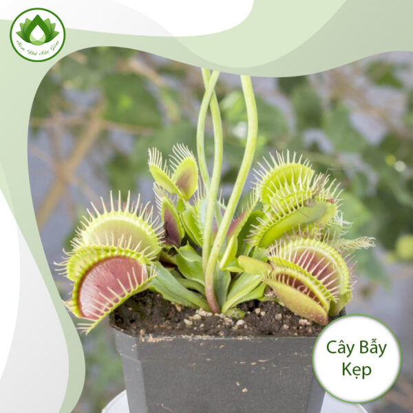 Cây bẫy kẹp - Loài thực vật kỳ diệu nhất thế giới