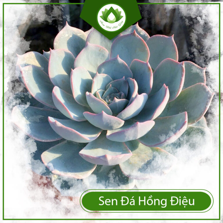 Sen đá - Đặc điểm, ý nghĩa, công dụng và cách trồng