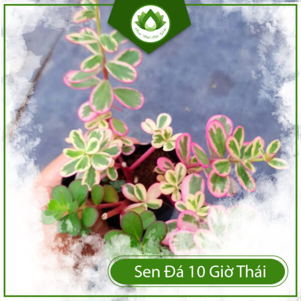 cây sen đá mười giờ thái Archives